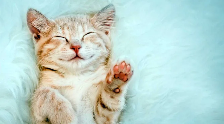 Tienen felinos 3 Día del Gato; cada uno tiene significado distinto ...